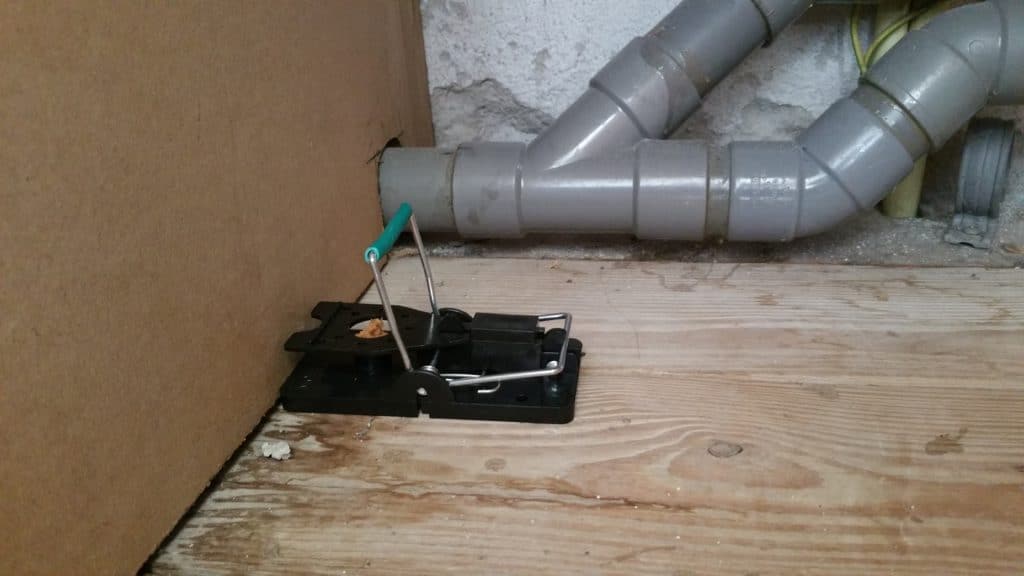 Muizenklem zetten | Kies de juiste plek en het juiste lokaas